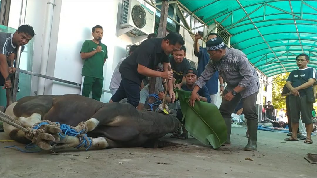 Iduladha di Balikpapan, Direktur Pegadaian Sembelih Sendiri Sapi ...